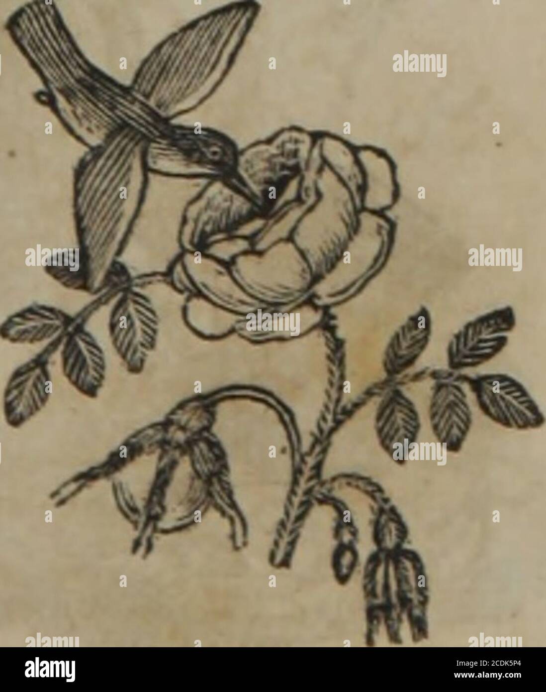 . Elementary exercises for the deaf and dumb . Humming-bird. [ 2™ ](80 ...