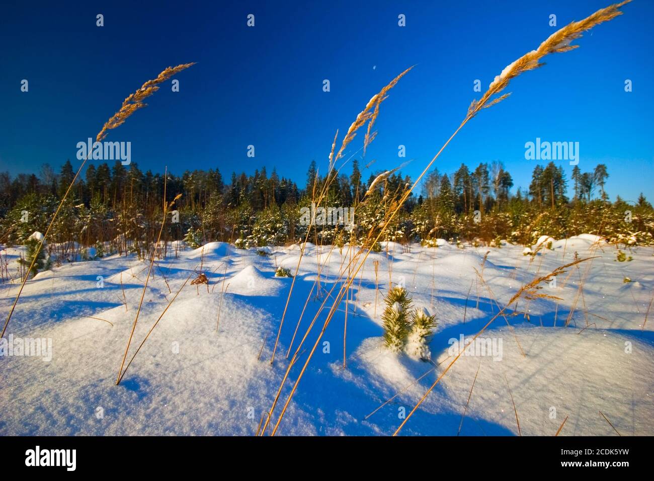 Under image field hi-res stock photography and images - Alamy