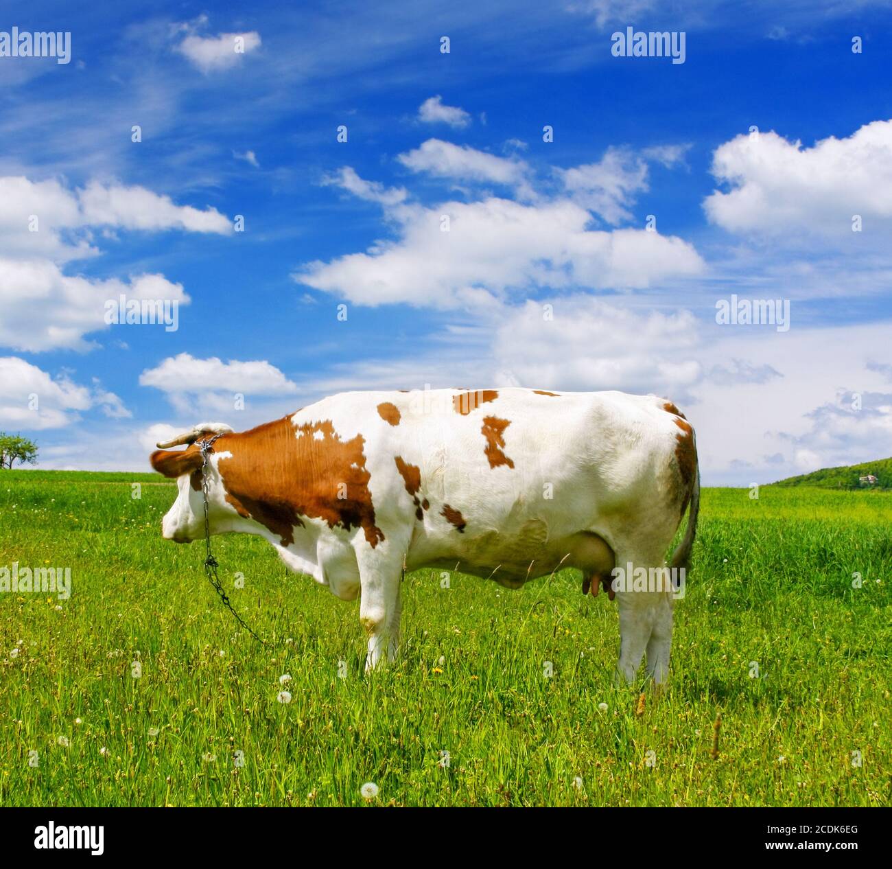 Green cow hi-res stock photography and images - Alamy