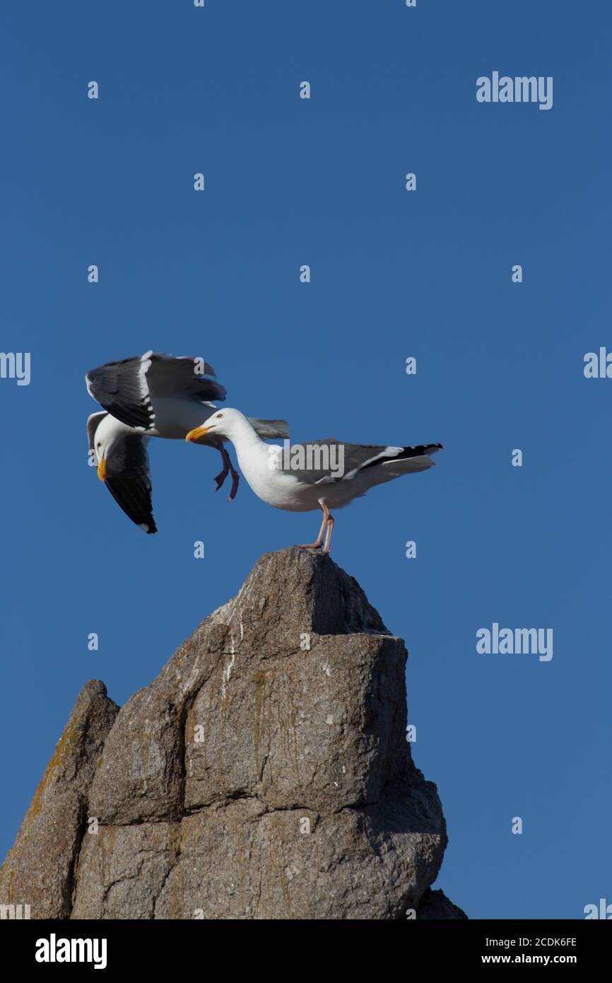 Vibrant colors in flight hi-res stock photography and images - Alamy