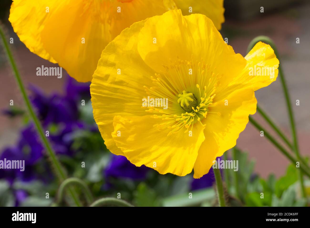 Brilliant Yellow Poppy Stock Photo - Alamy