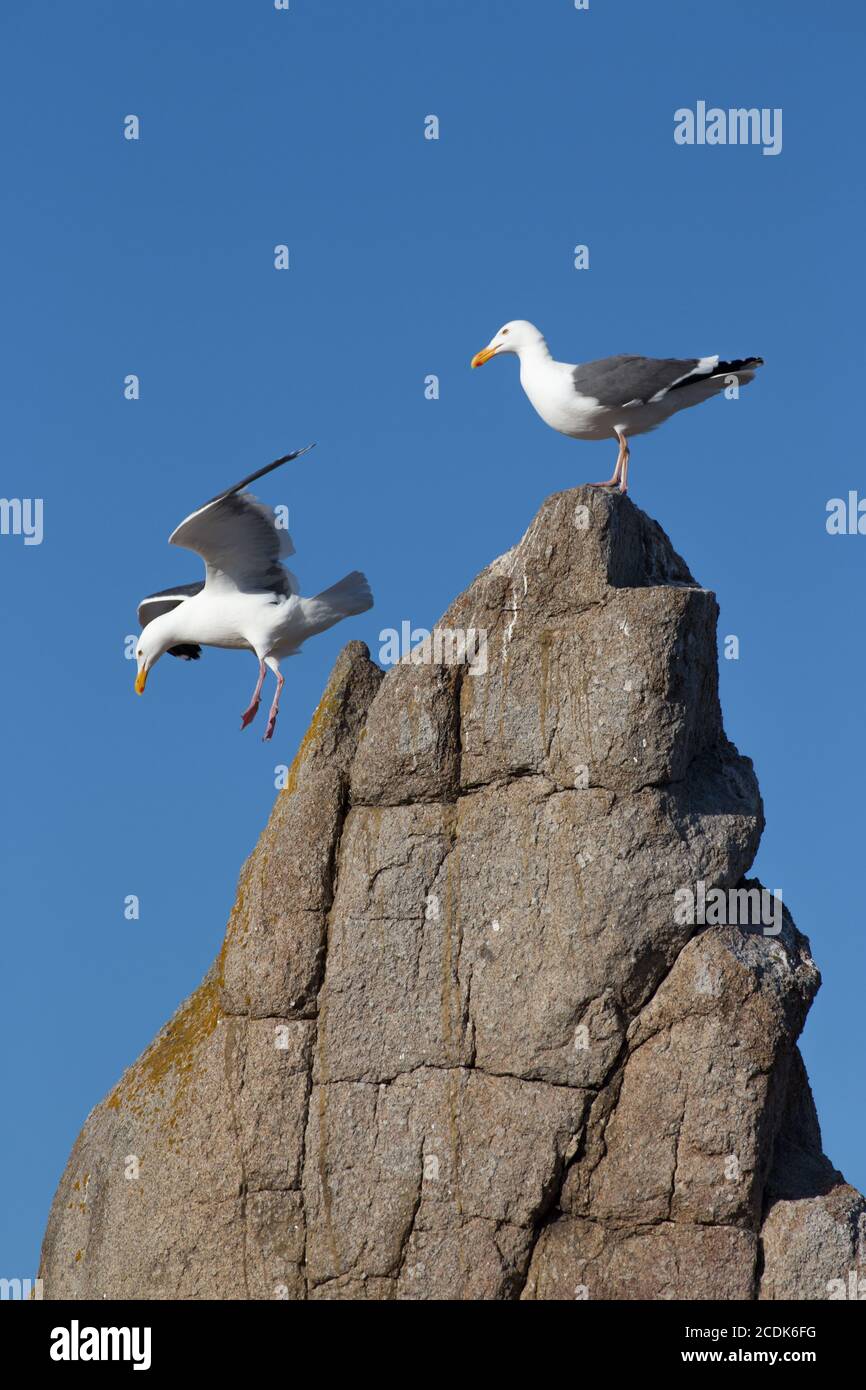 Vibrant colors in flight hi-res stock photography and images - Alamy