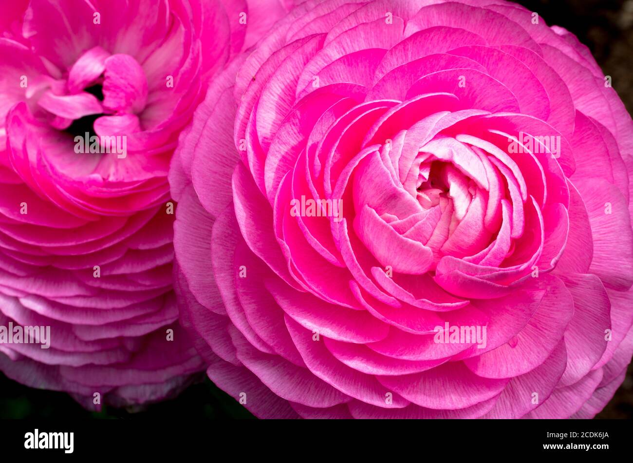 Brillaint colors hi-res stock photography and images - Alamy