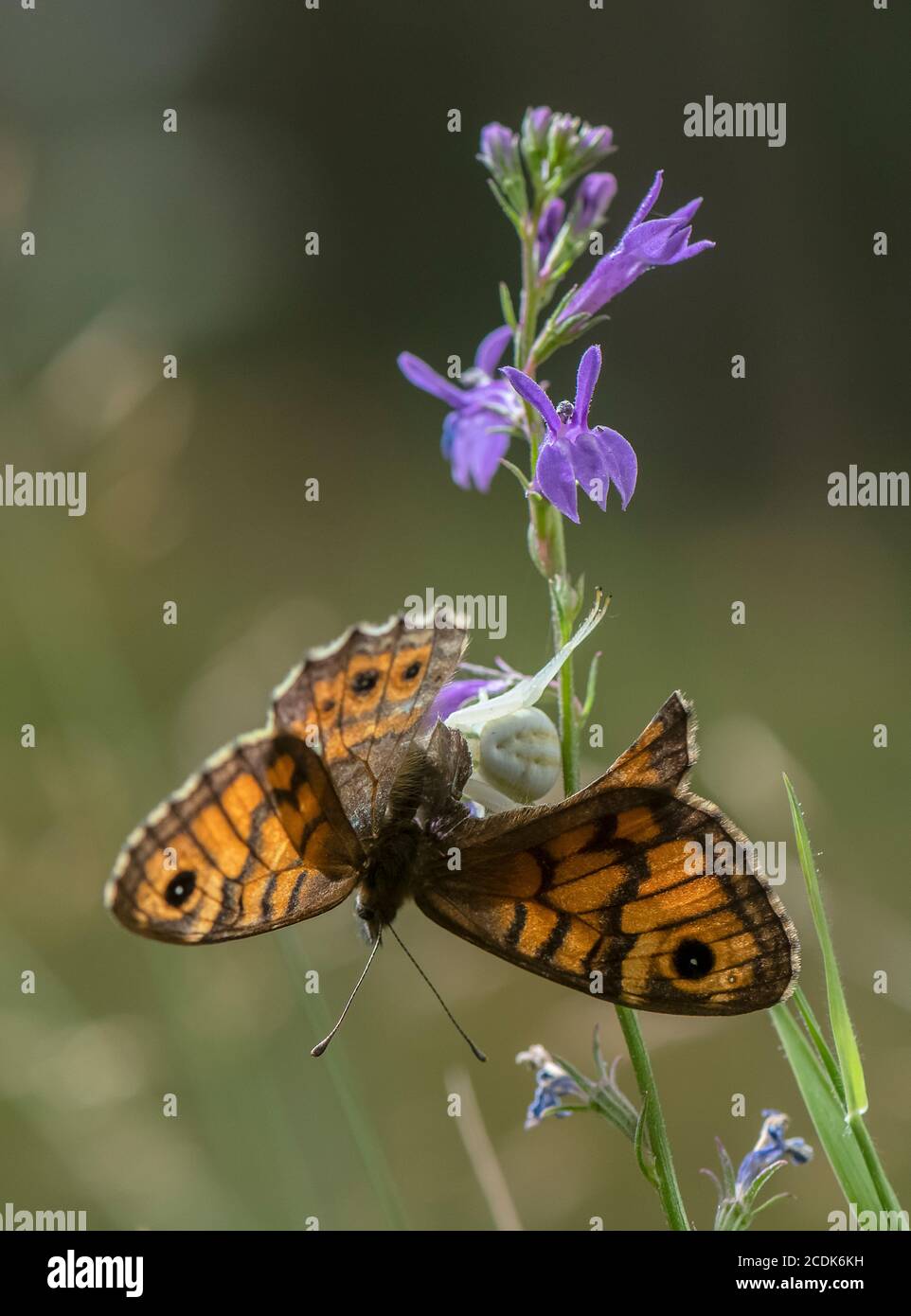 Spider with butterfly hi-res stock photography and images - Alamy