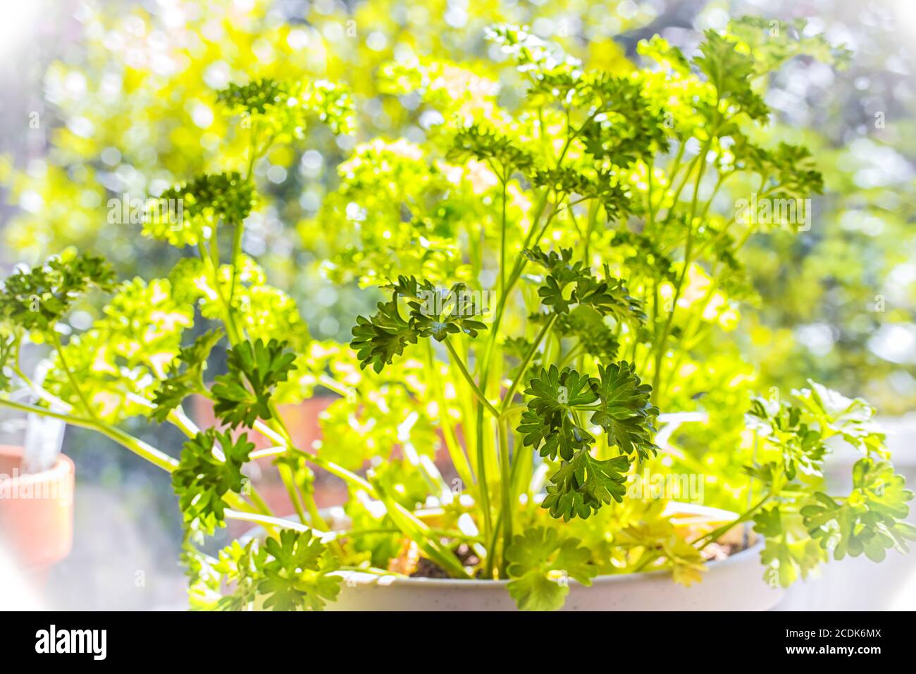 Planting parsley hi-res stock photography and images - Alamy