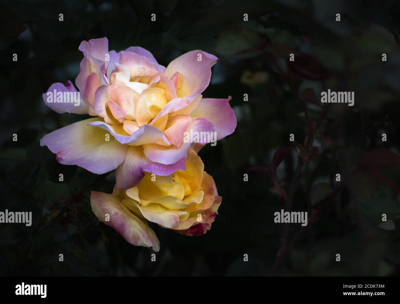 Light bloom hi-res stock photography and images - Alamy