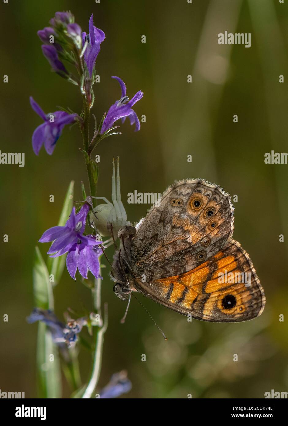 Crab spider, Misumena vatia, with Wall Brown butterfly, on Heath ...