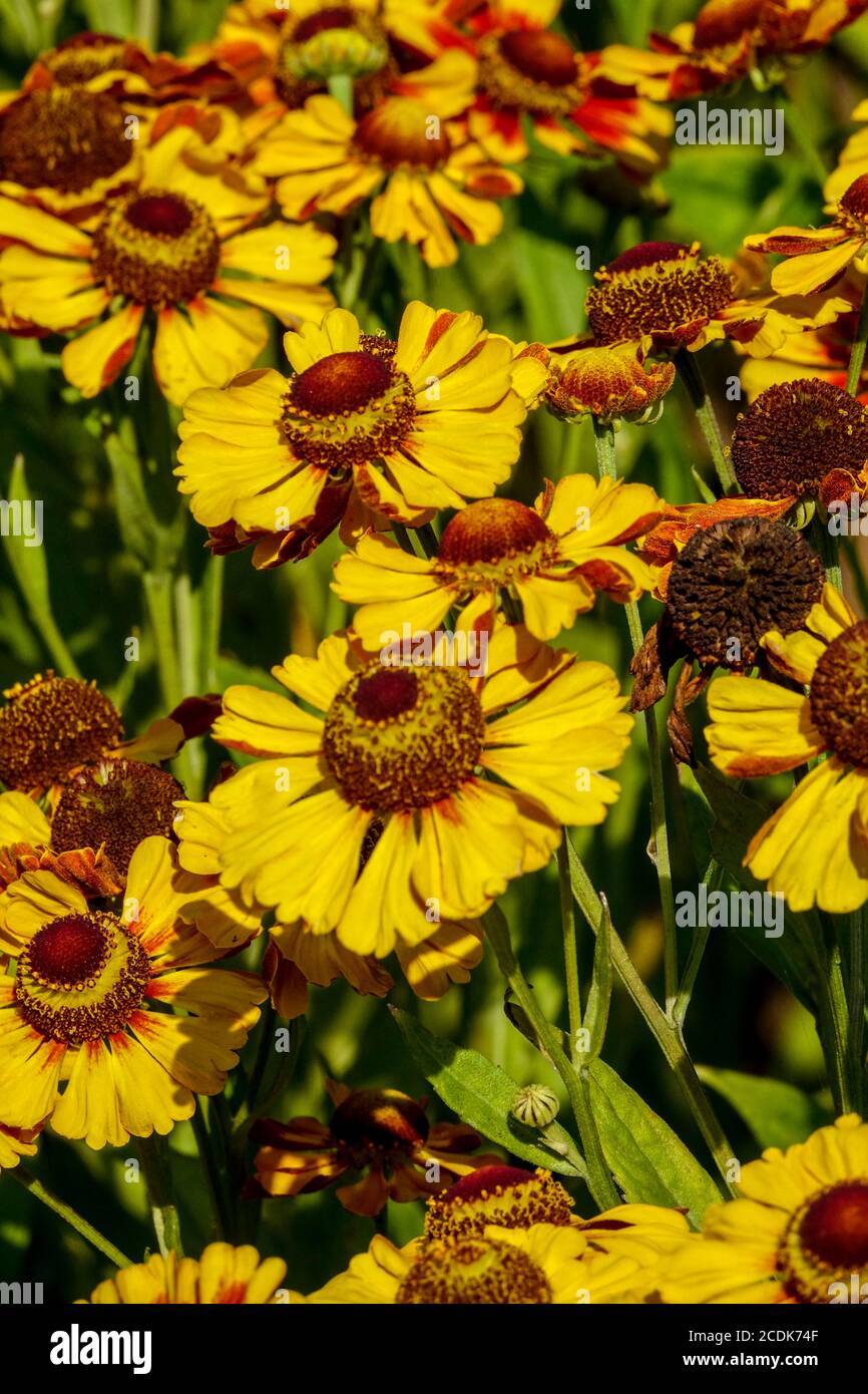 Helenium autumnale 'Rauchtopas' Helenium Rauchtopas Stock Photo - Alamy