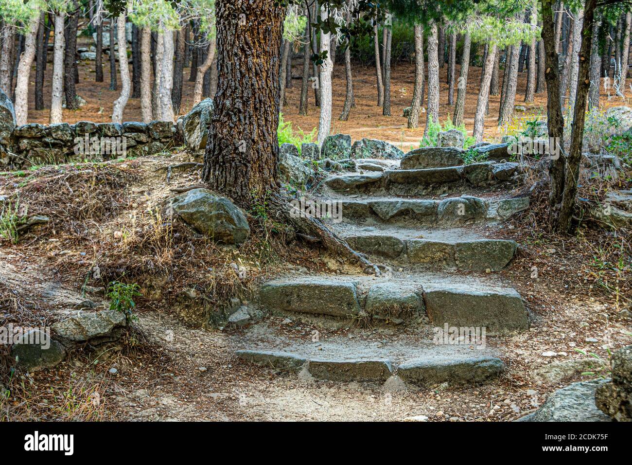 granite stone steps in the middle of a pine forest in the guadarrama ...