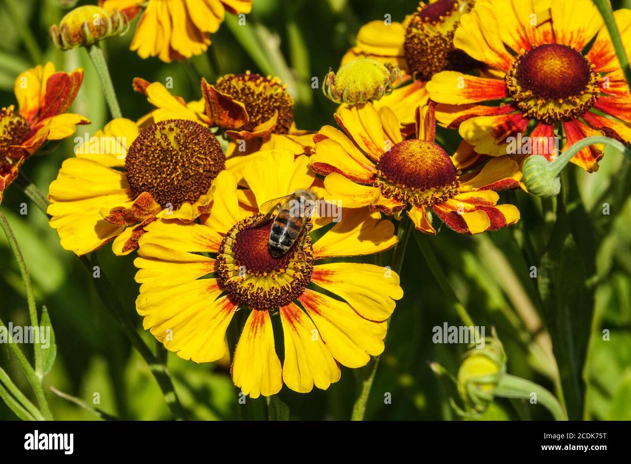 Helenium autumnale 'Rauchtopas' flowers Stock Photo - Alamy