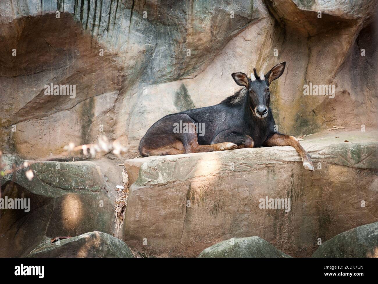 Sumatran Serow High Resolution Stock Photography and Images - Alamy