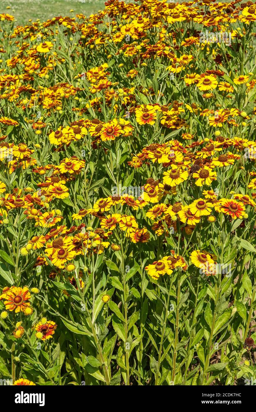 Helenium autumnale sneezeweed hi-res stock photography and images - Alamy