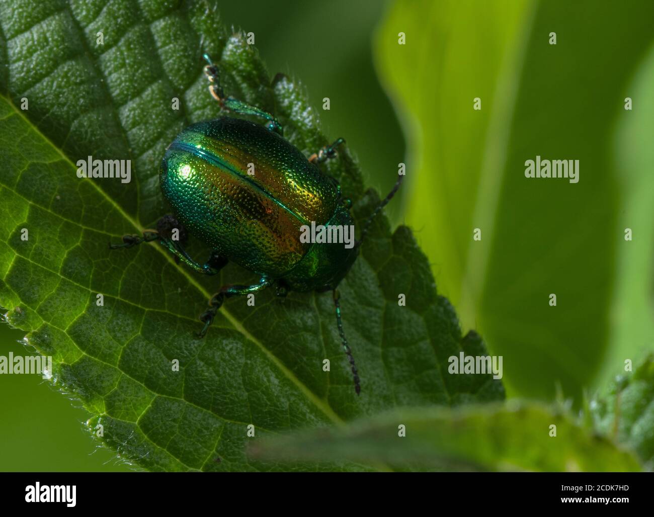 Graminis hi-res stock photography and images - Alamy