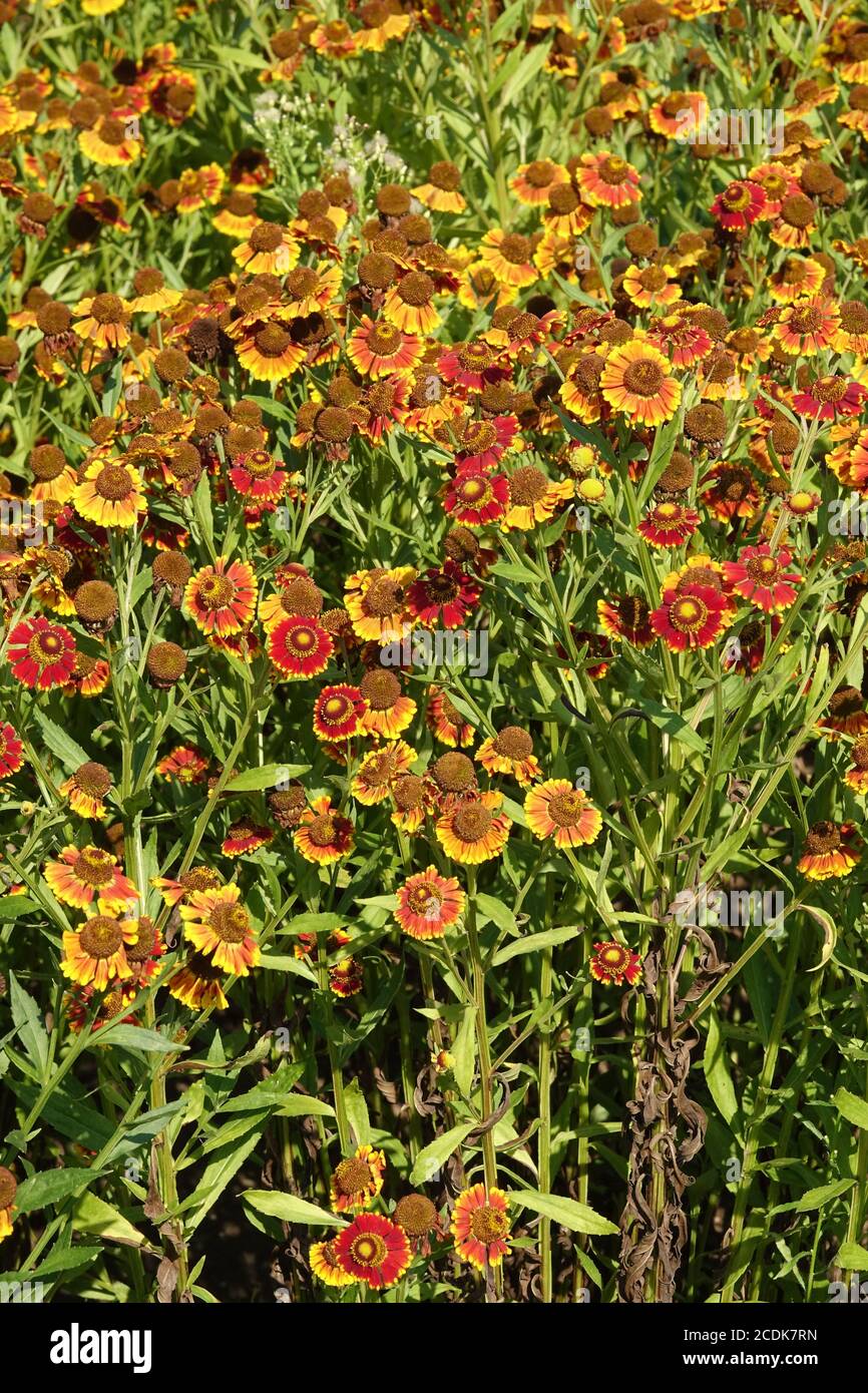 Helenium autumnale feuersiegel hi-res stock photography and images - Alamy