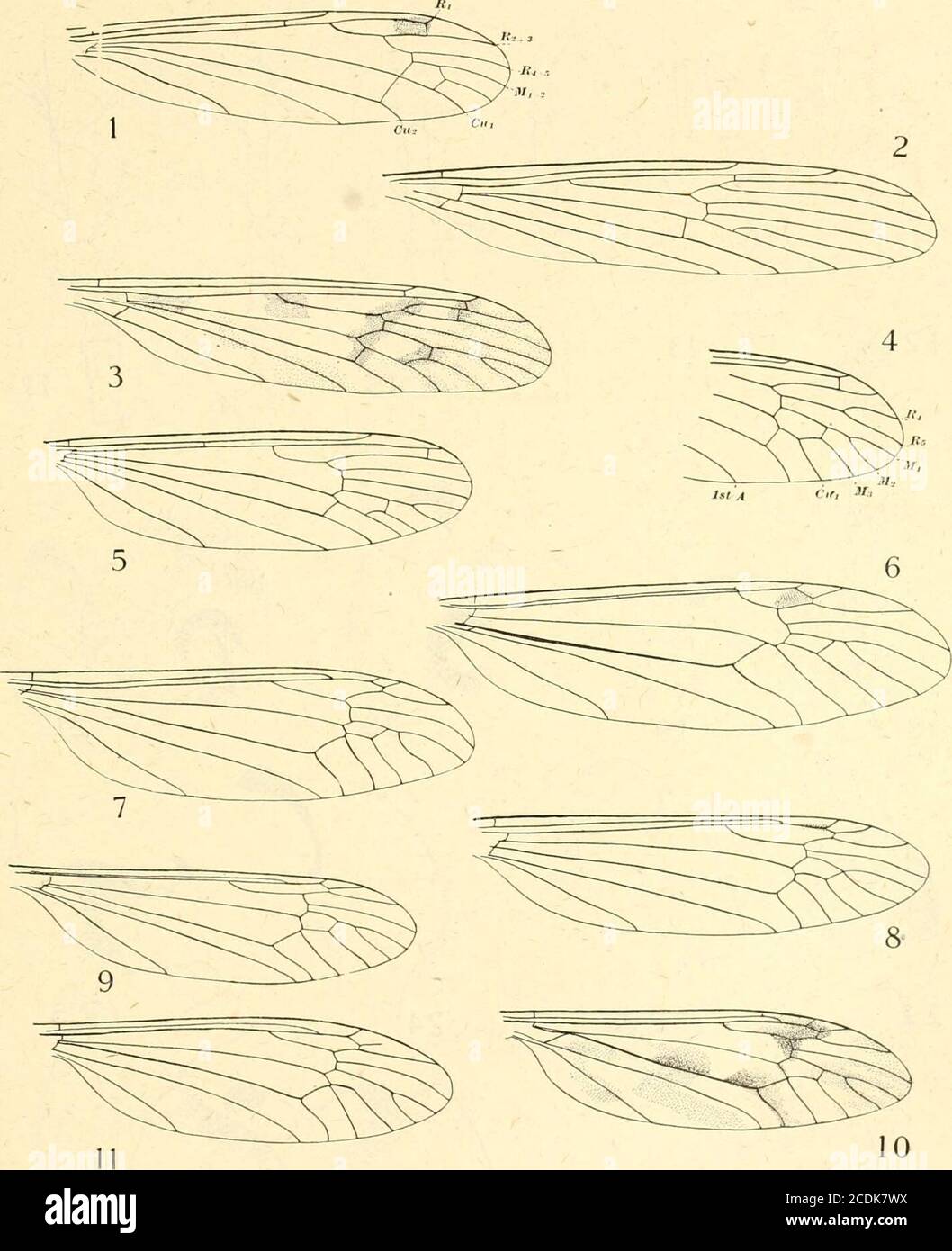 . Insects . ION OF PLATE V. Fig. 50. Pupa of Tipula arctica; male ...