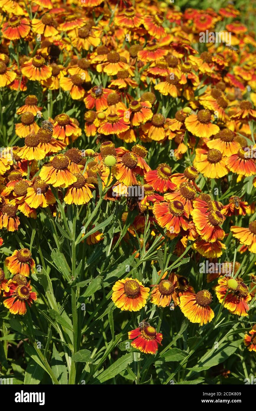 Helenium 'Moerheim Beauty' Stock Photo - Alamy