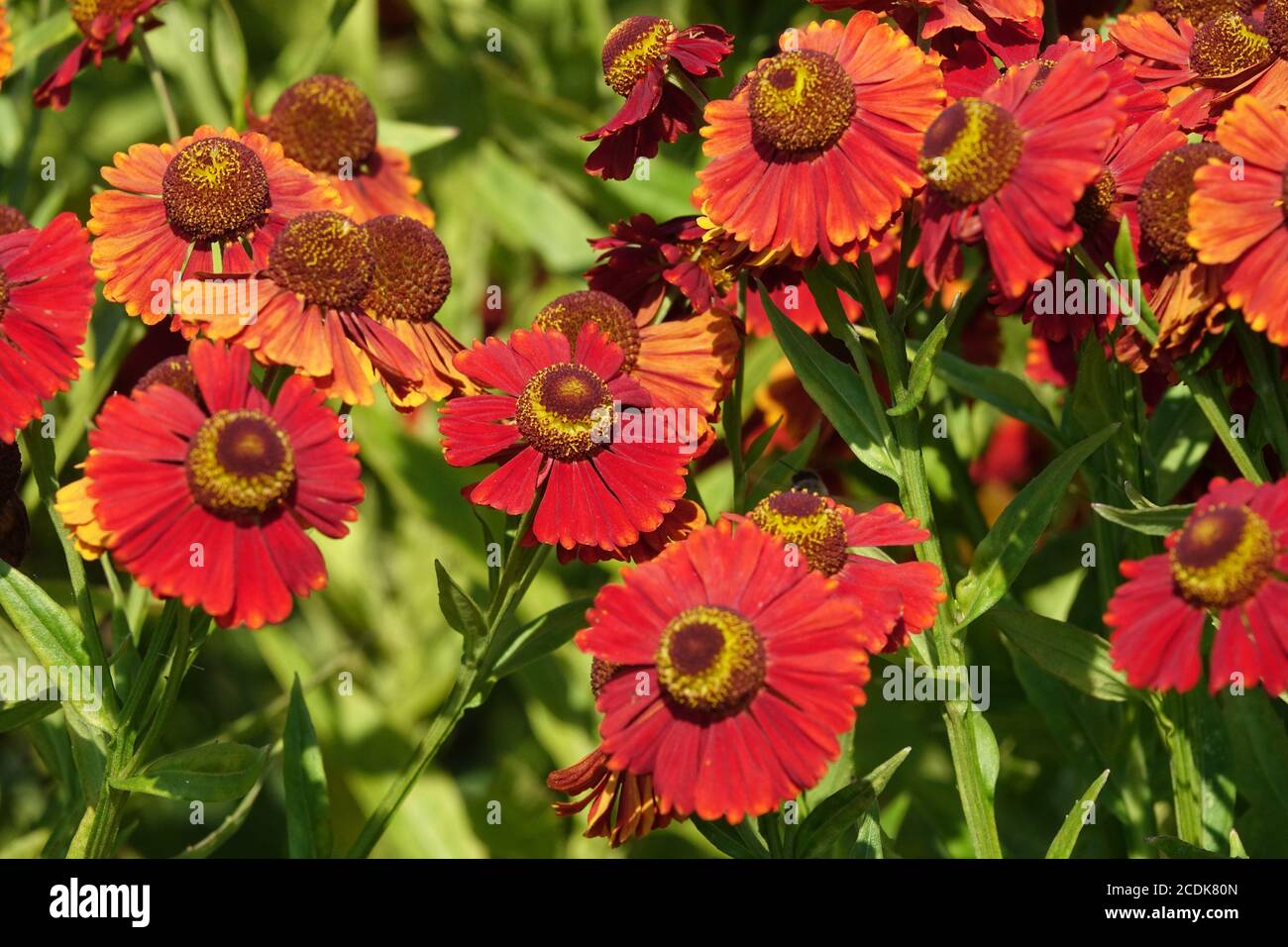 Red Helenium flowers Stock Photo - Alamy