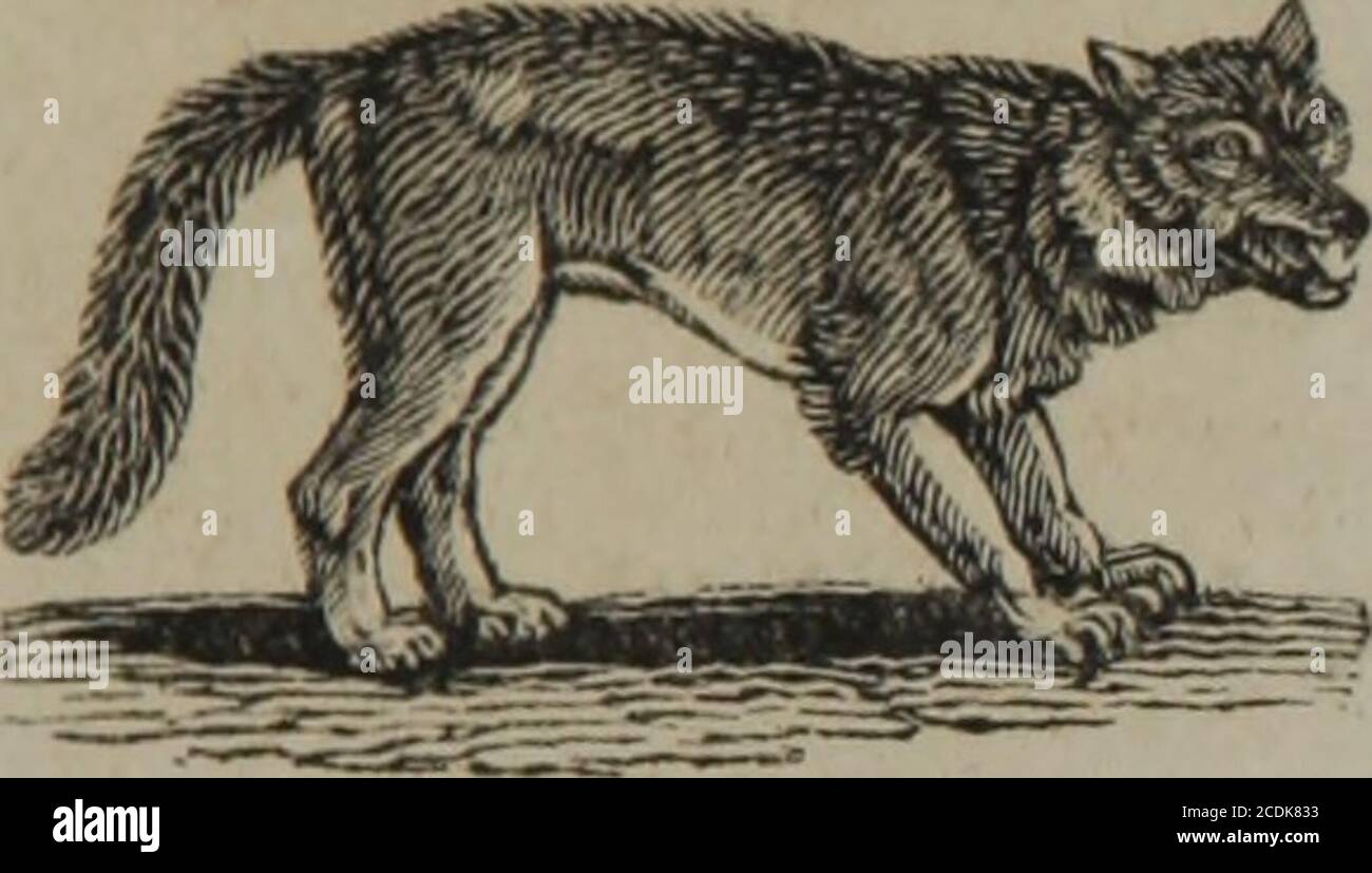 . Elementary exercises for the deaf and dumb . - -^&- Wolf Weasel Stock ...