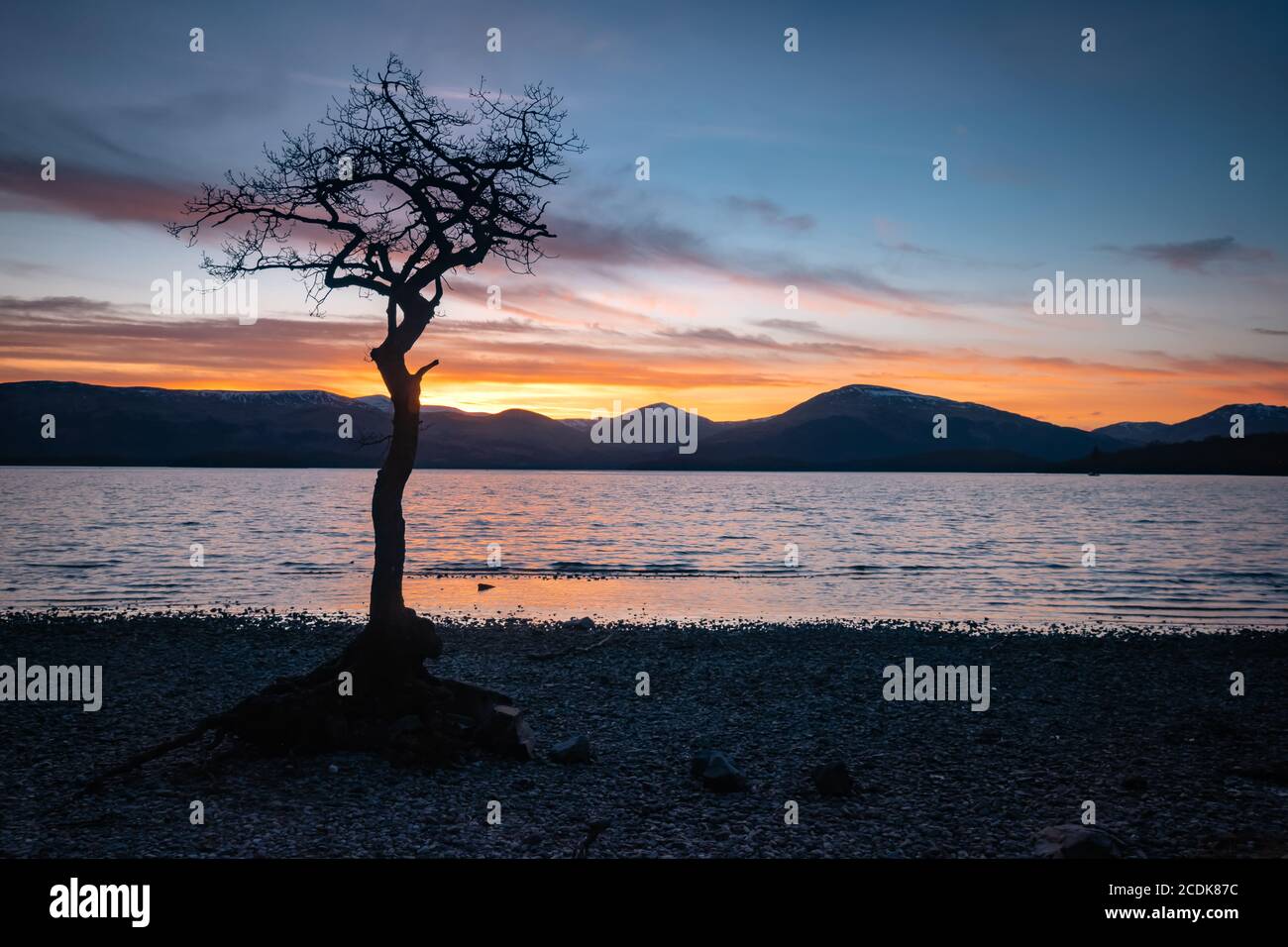 Iconic Lone Tree at Milarrochy Bay, Loch Lomond, Scotland Stock Photo ...