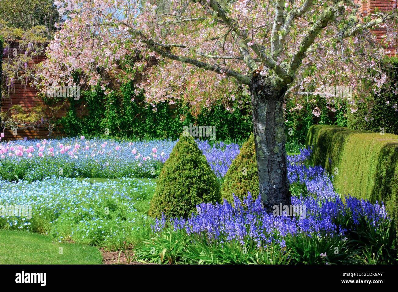 Weeping Japanese Crabapple Tree in Full Bloom Stock Photo - Alamy