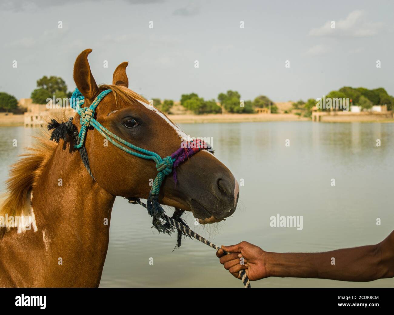Man holding horse on field hi-res stock photography and images - Alamy