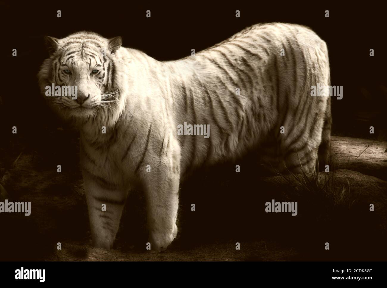 Mr white hi-res stock photography and images - Alamy