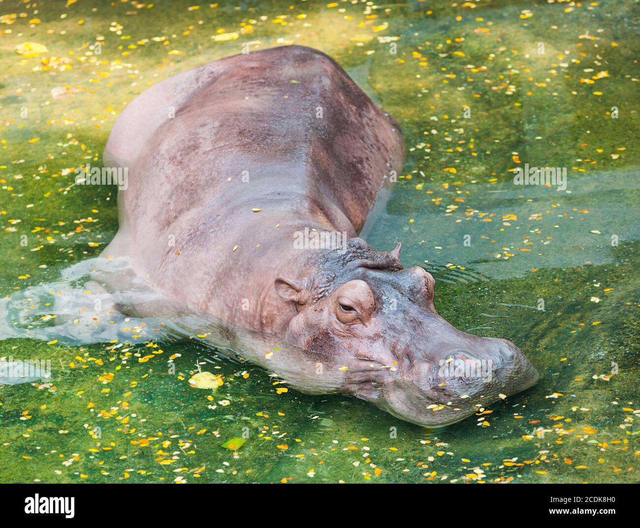 Massive hippopotamus hi-res stock photography and images - Alamy