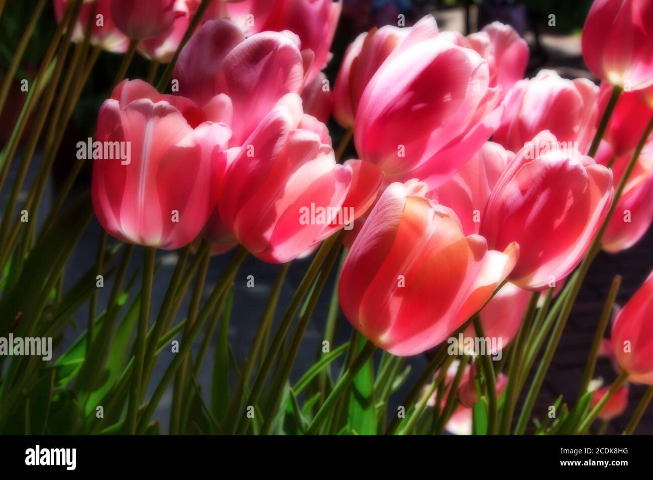 Pastel gardens hi-res stock photography and images - Alamy