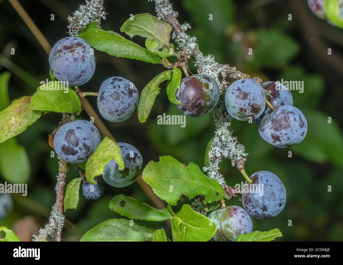 Prunus spinosa ripe sloes hi-res stock photography and images - Alamy