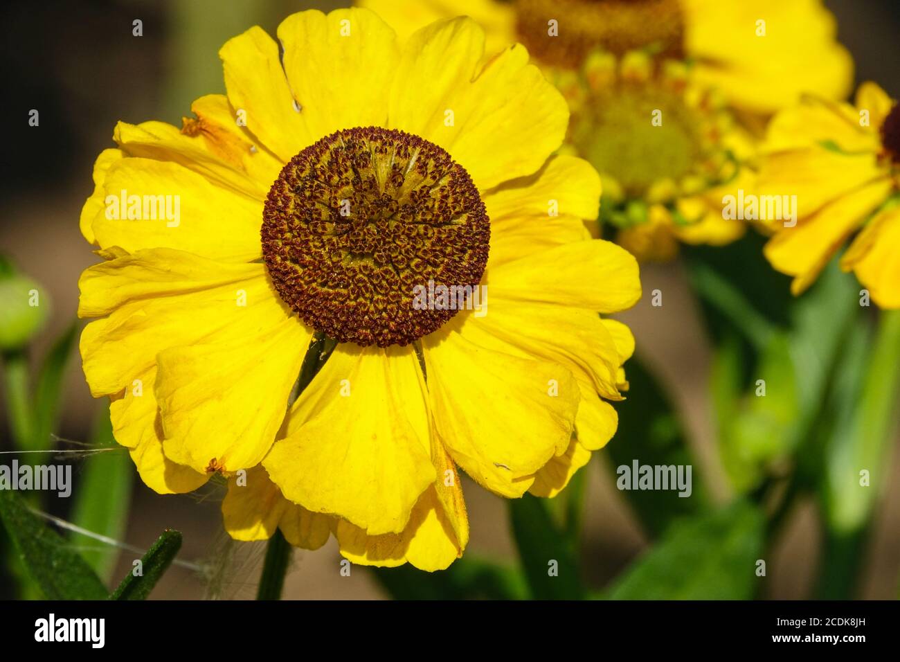 Yellow helenium autumnale hi-res stock photography and images - Alamy