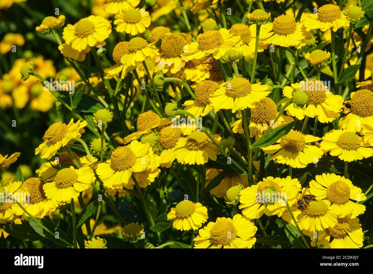 Yellow helenium autumnale hi-res stock photography and images - Alamy