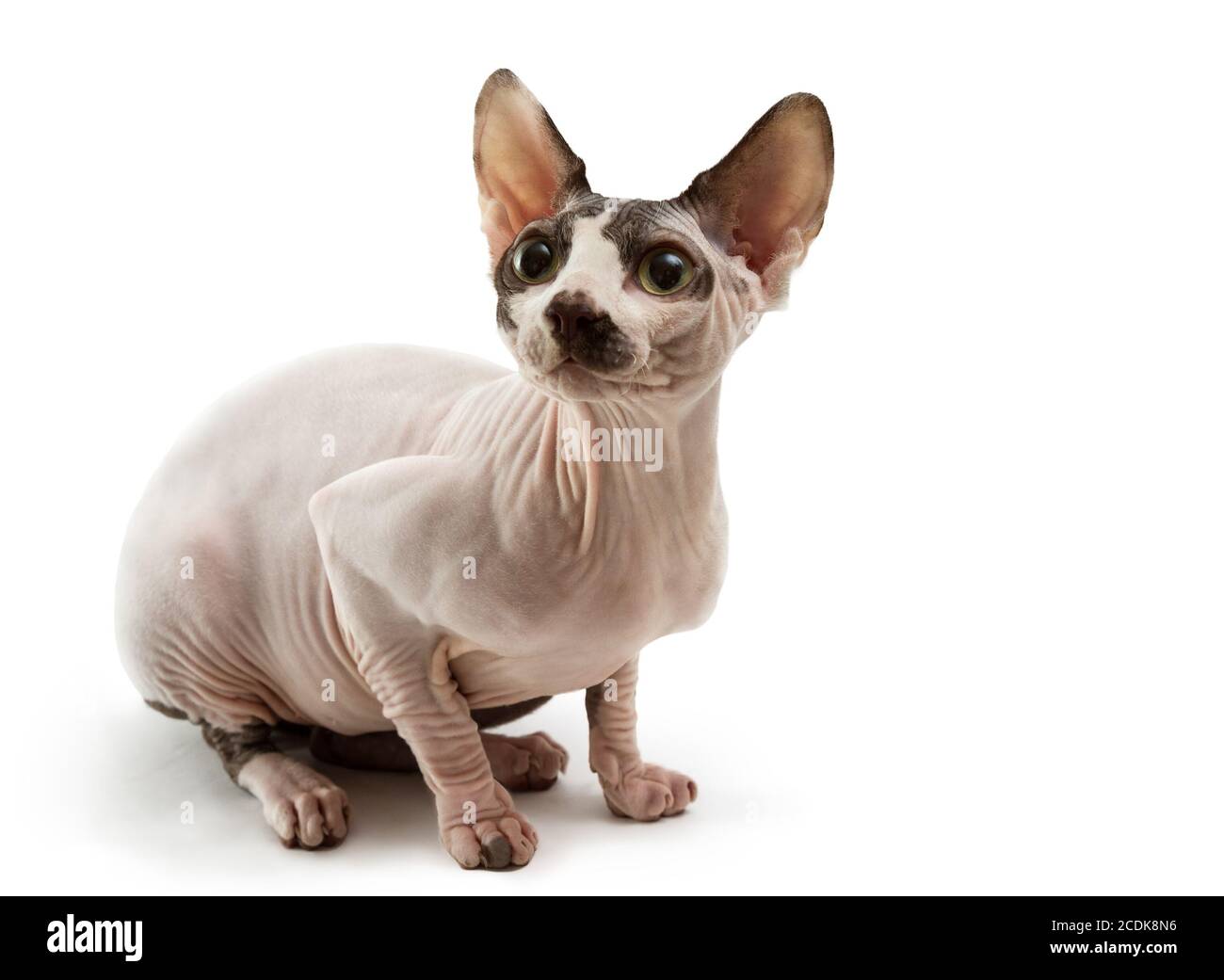 Sphynx cats hi-res stock photography and images - Alamy