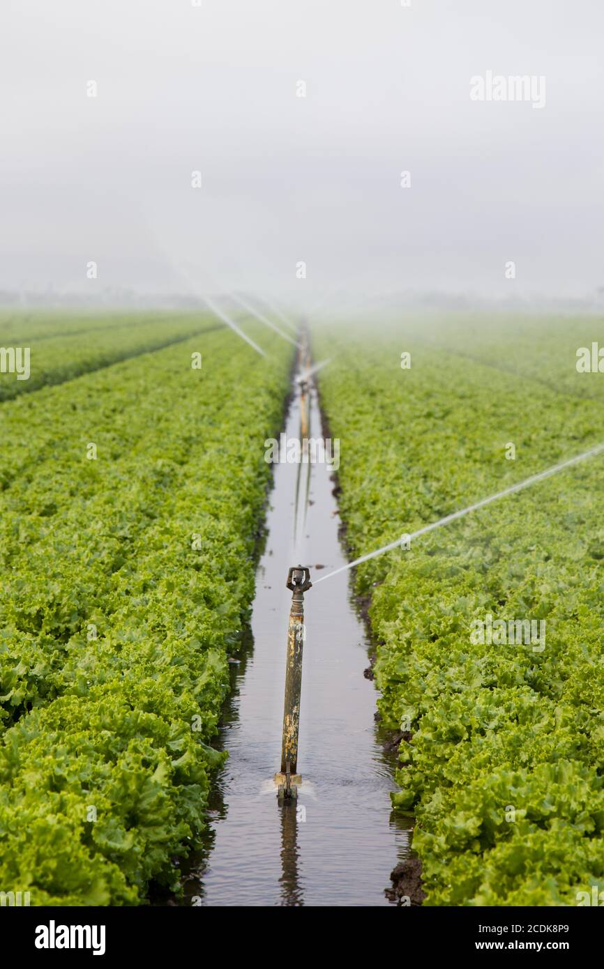 Lettuce Field Irrigation Stock Photo - Alamy
