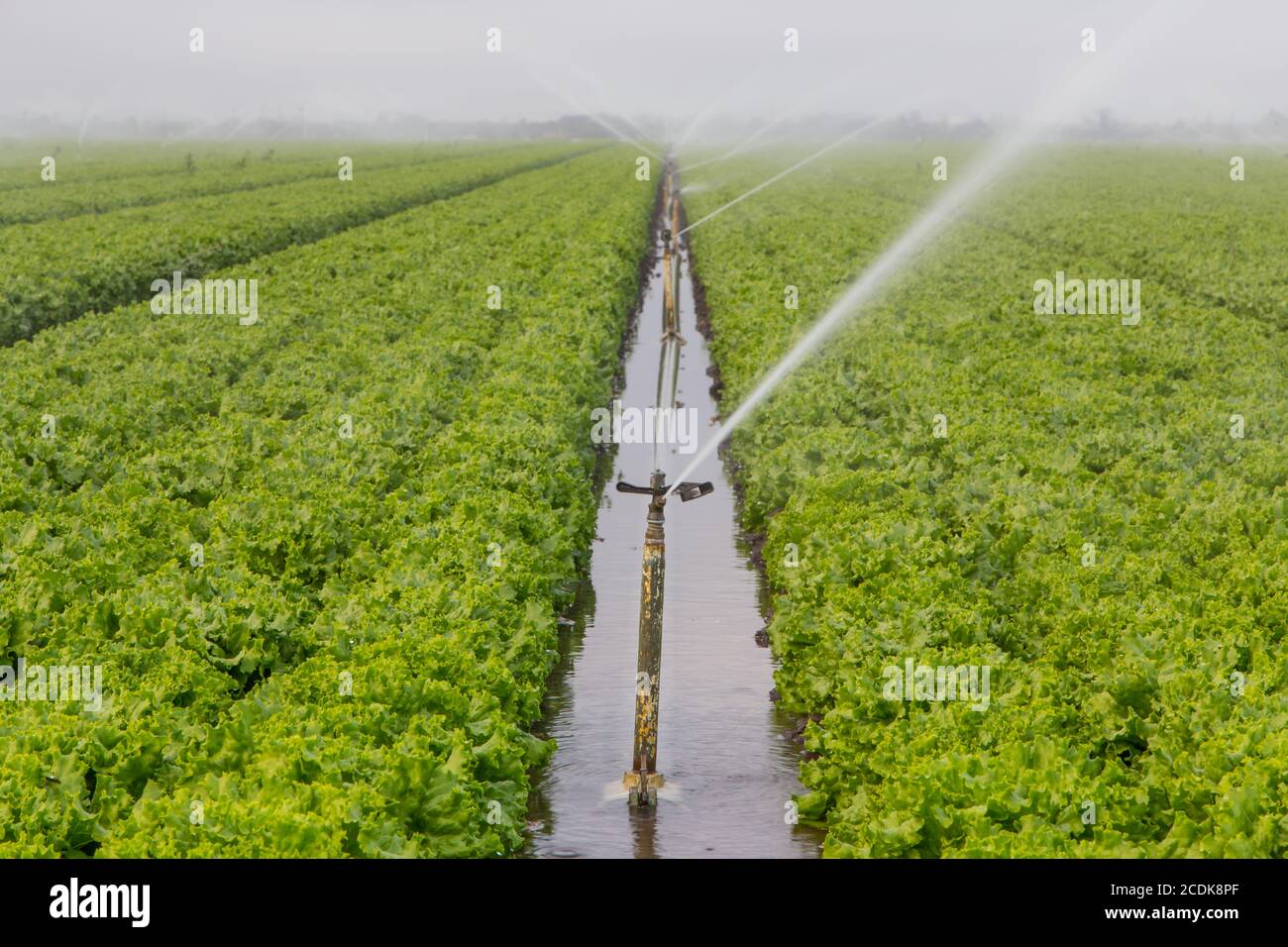 Lettuce Field Irrigation Stock Photo - Alamy