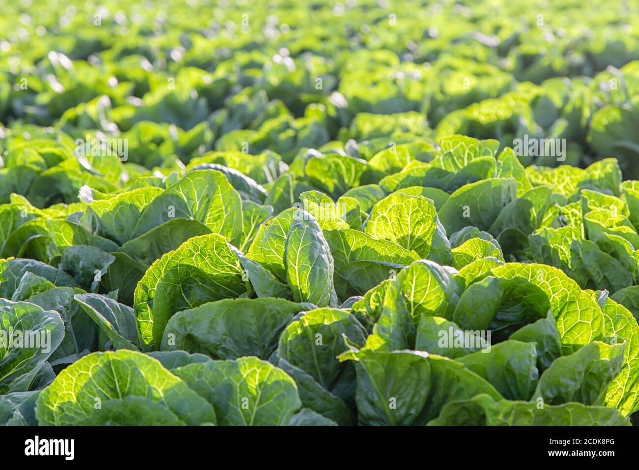 Lettuce Field in Salinas Valley Stock Photo - Alamy