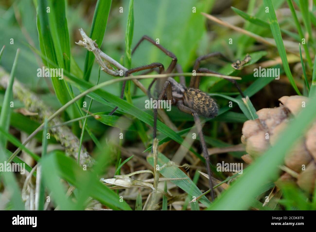 Big spider hi-res stock photography and images - Alamy
