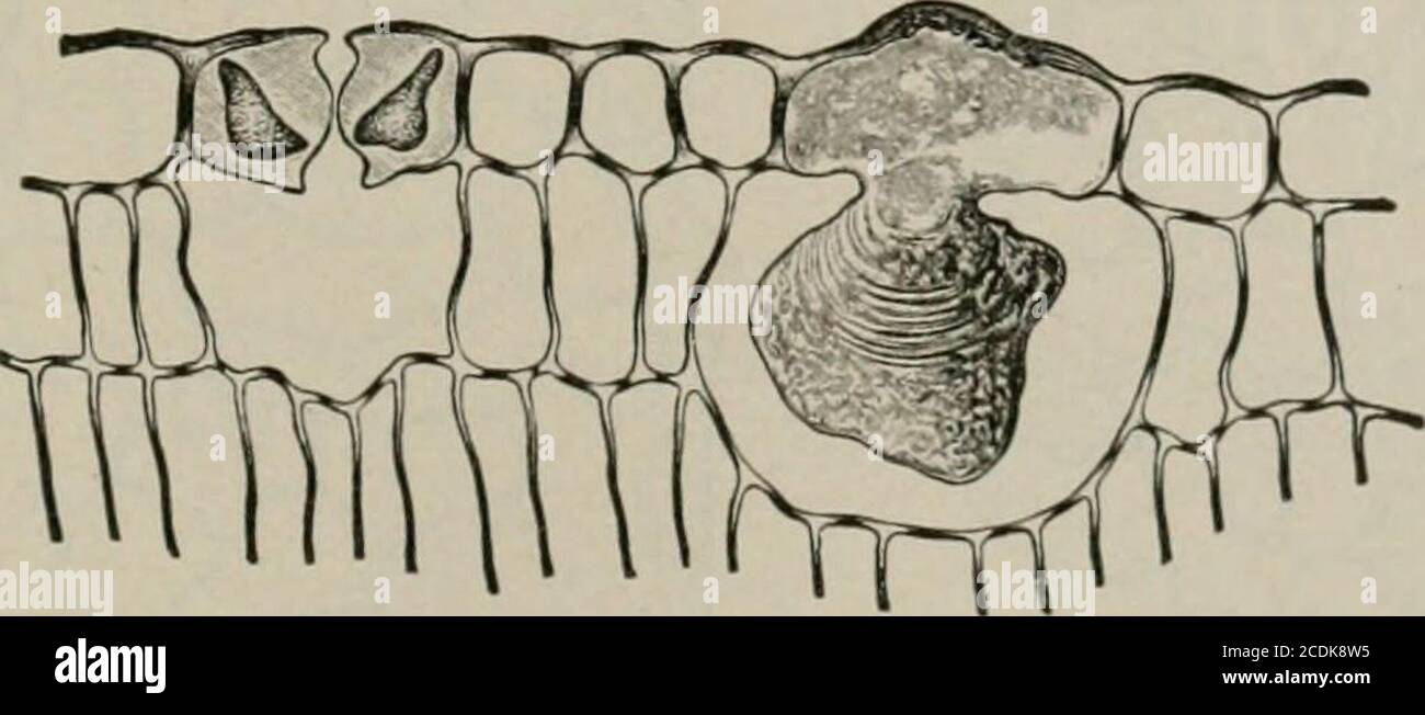 Cystoliths High Resolution Stock Photography and Images - Alamy