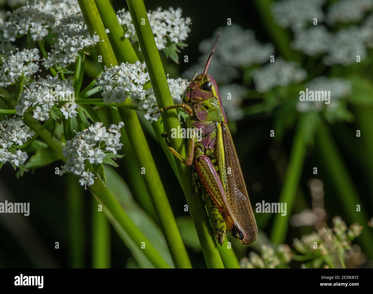 Female Large marsh grasshopper, Stethophyma grossum, perched in marshy ...