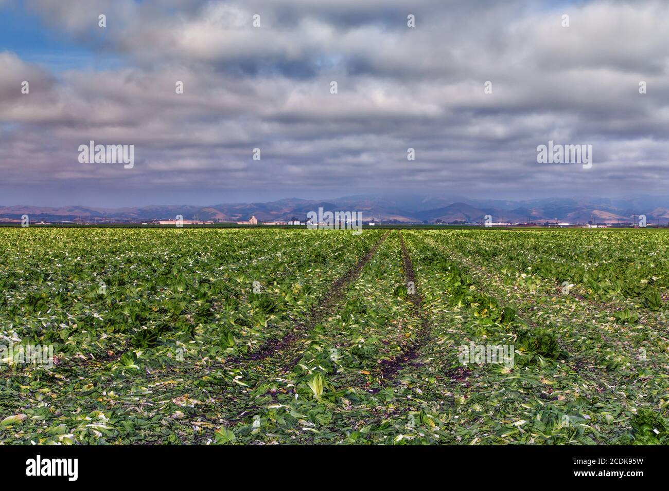 Lettuce field hi-res stock photography and images - Alamy