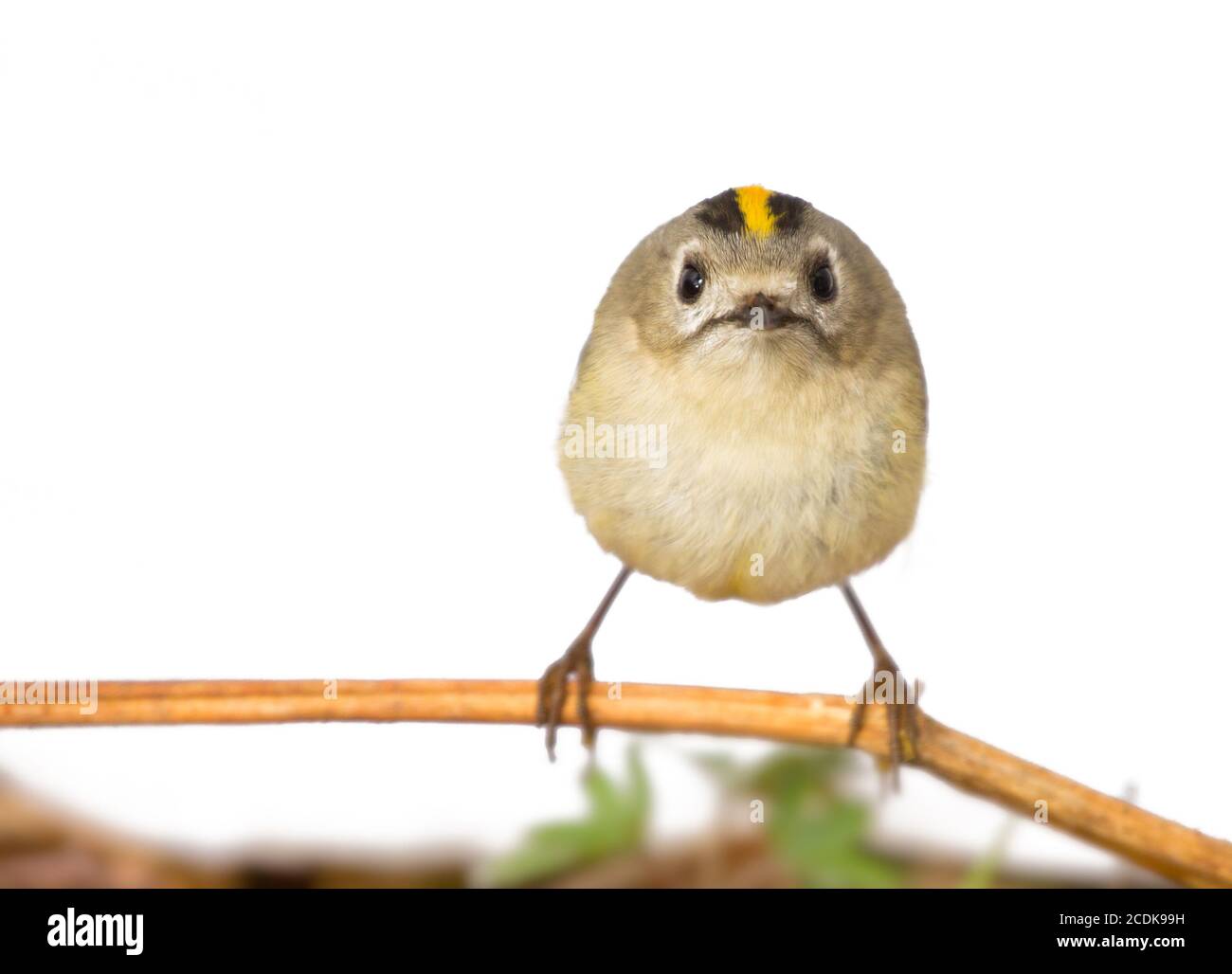 Gold crest bird isolated hi-res stock photography and images - Alamy
