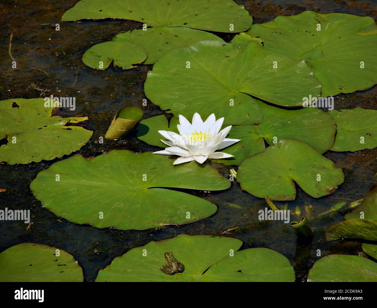 Beautiful yellow pond lily hi-res stock photography and images - Alamy