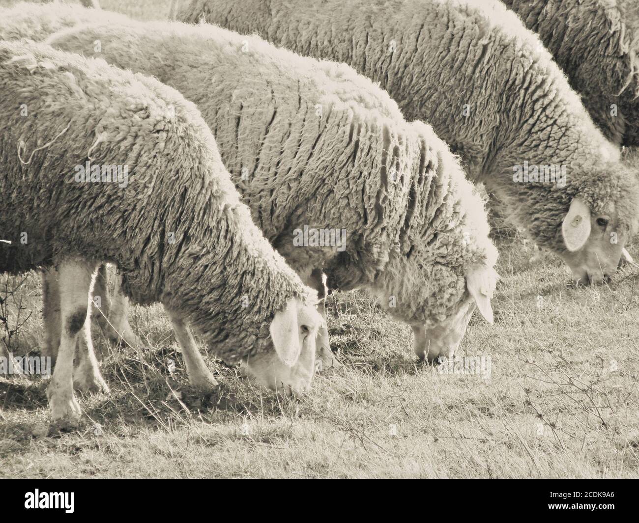 Sheeps hi-res stock photography and images - Alamy