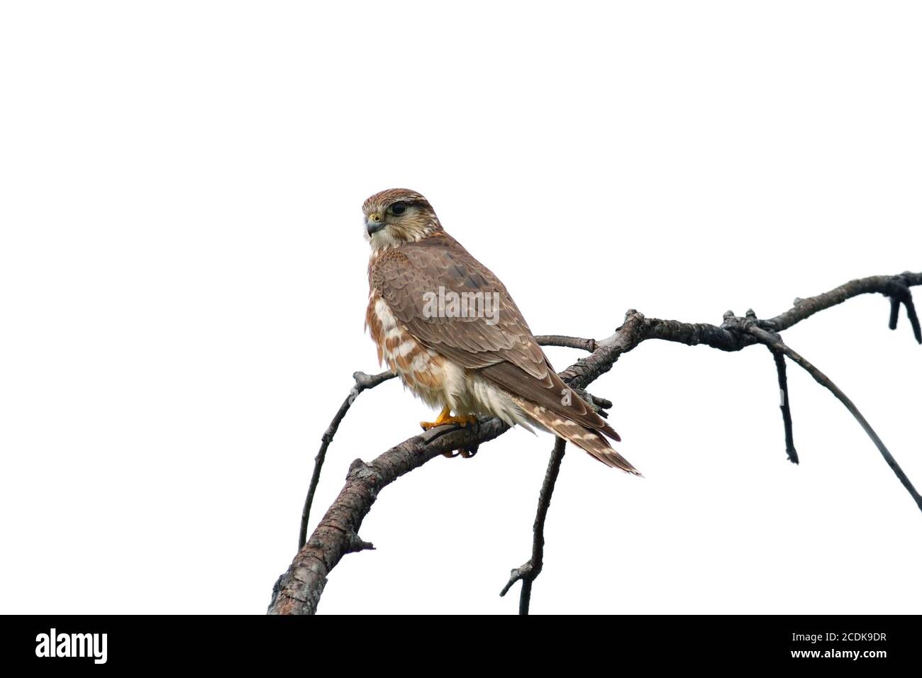 Female merlin Cut Out Stock Images & Pictures - Alamy