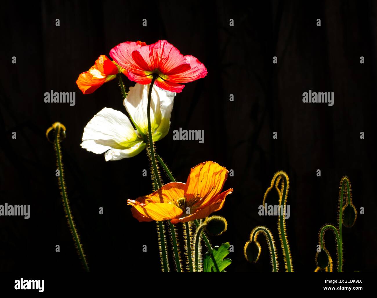 Colored silhouette hi-res stock photography and images - Alamy