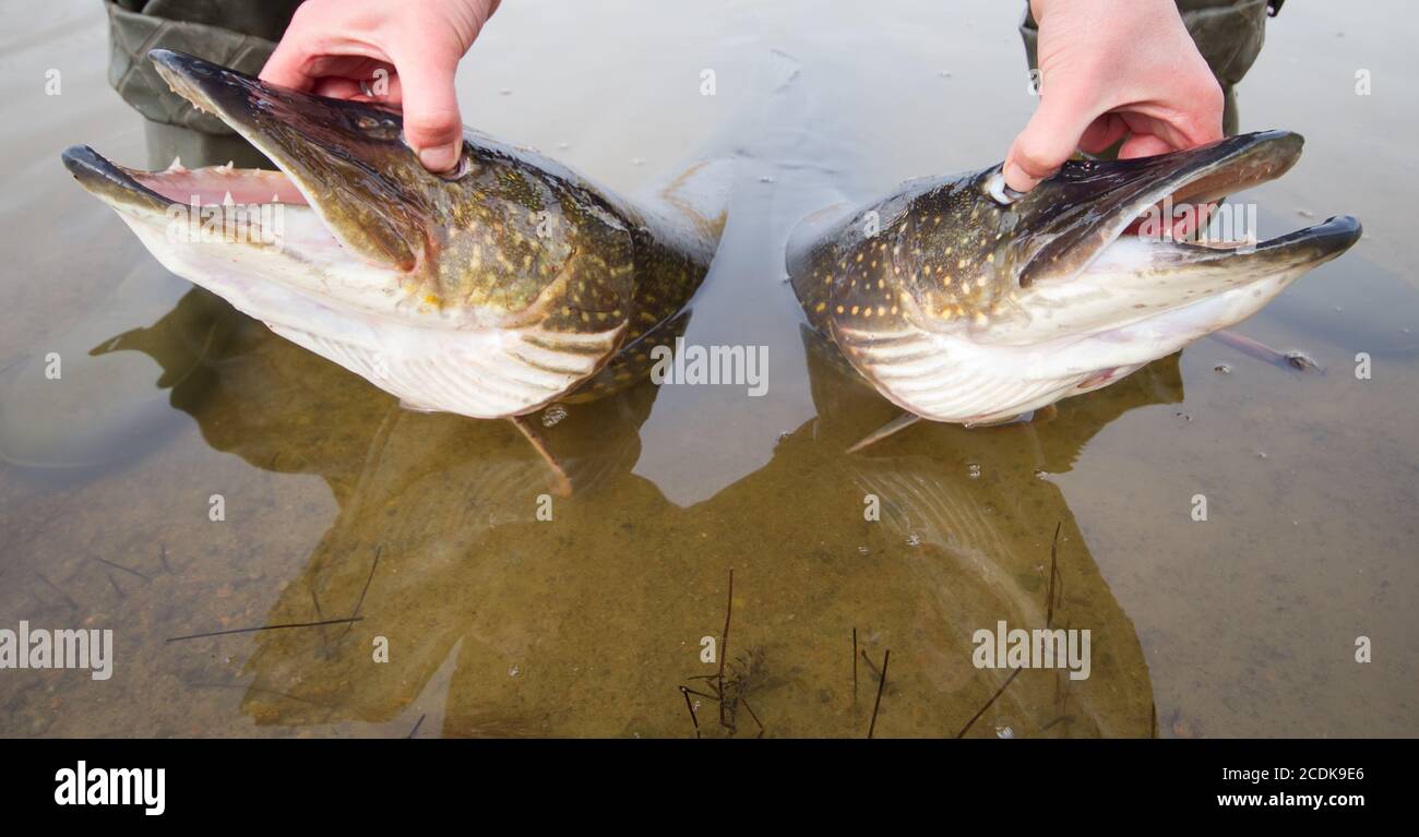 Double pike hi-res stock photography and images - Alamy