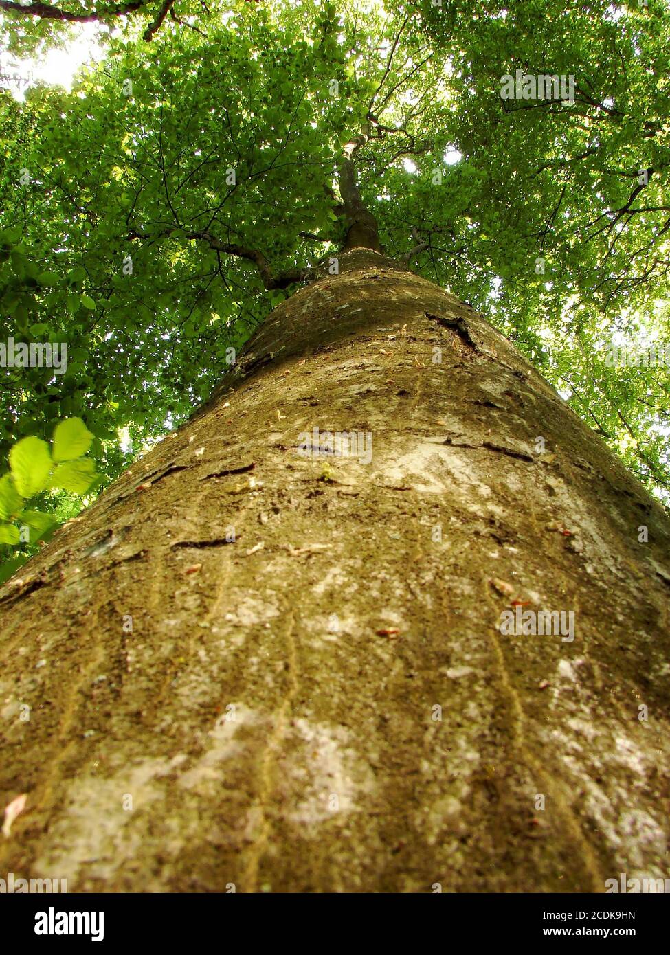 High tree hi-res stock photography and images - Alamy