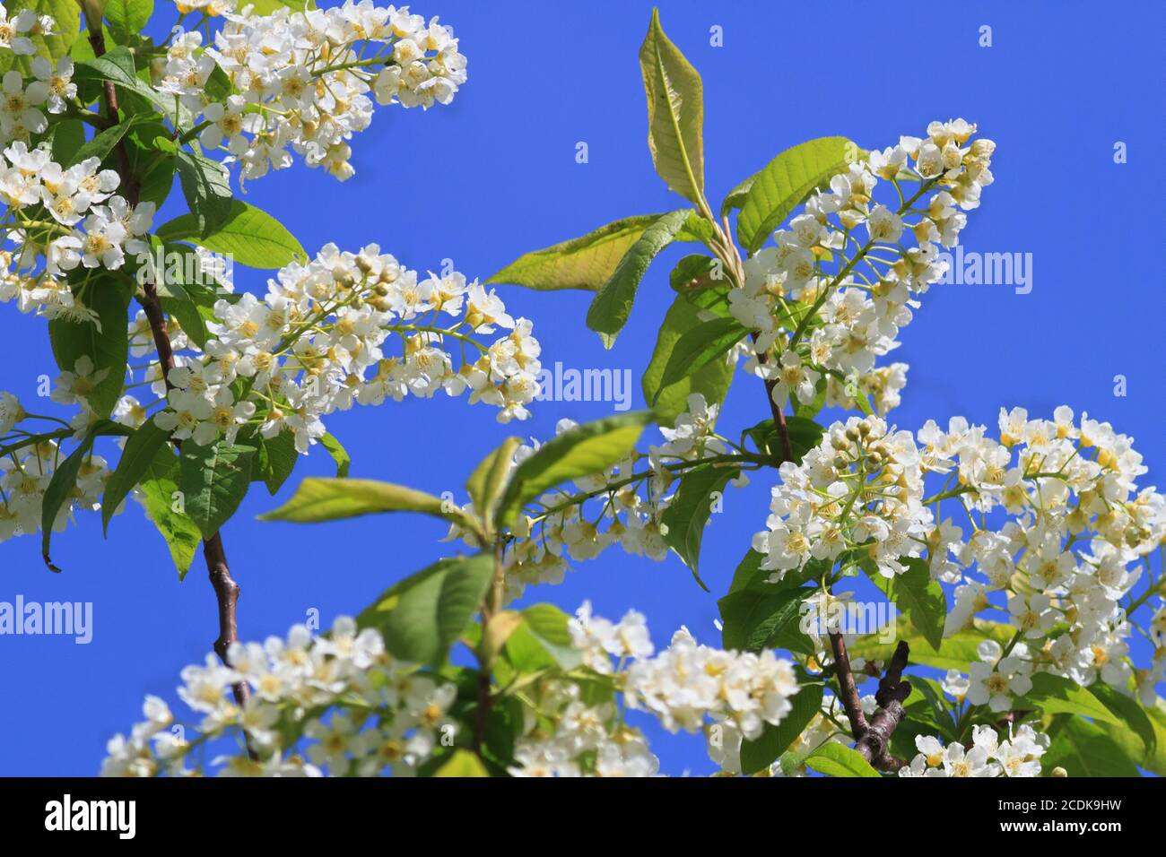 Flowering bird cherry tree Stock Photo - Alamy