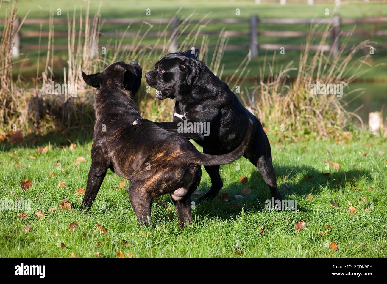 CANE CORSO, A DOG BREED FROM ITALY, PAIR PLAYING ON GRASS Stock Photo ...