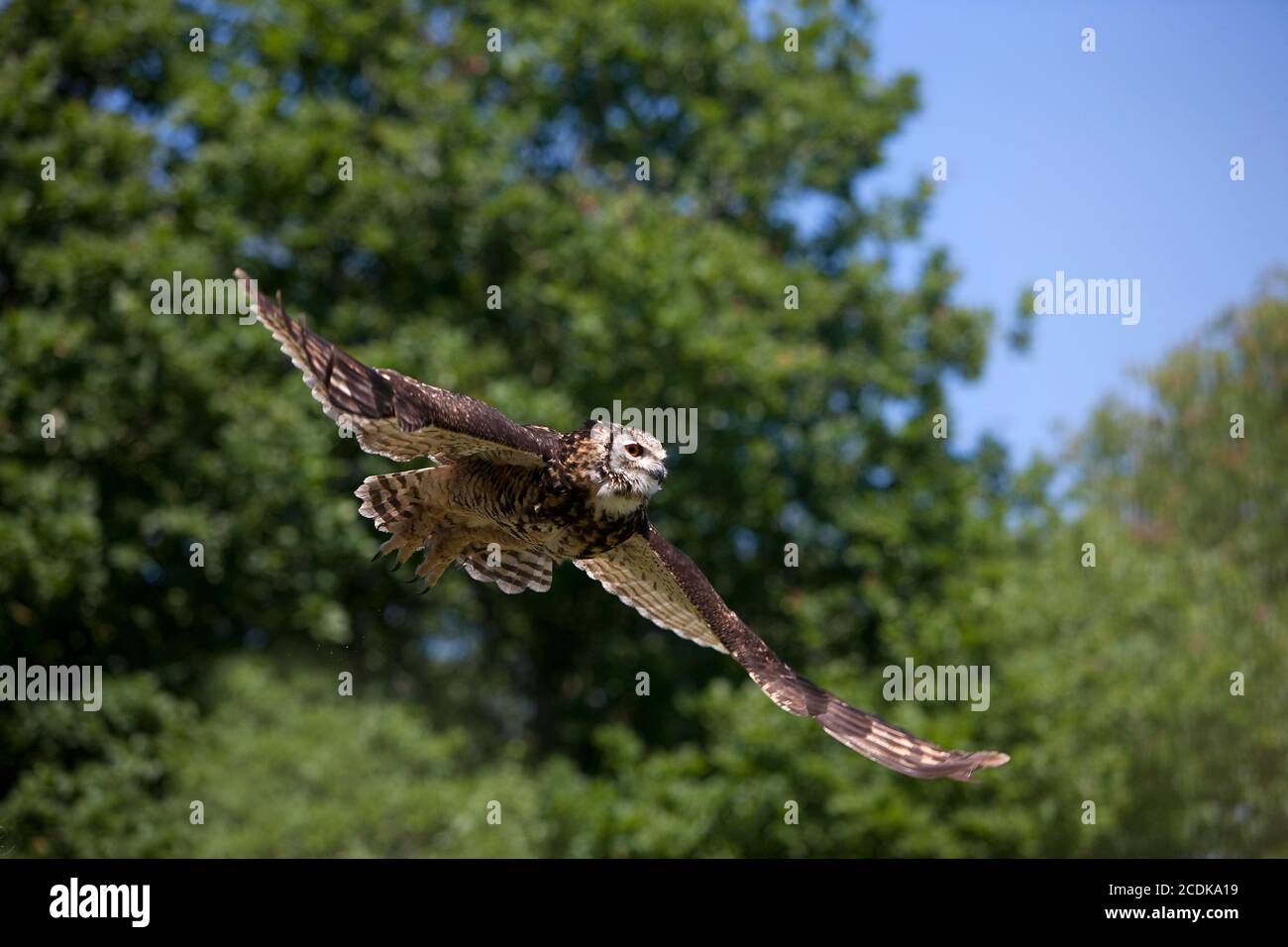 CAPE EAGLE OWL bubo capensis, ADULT IN FLIGHT Stock Photo - Alamy