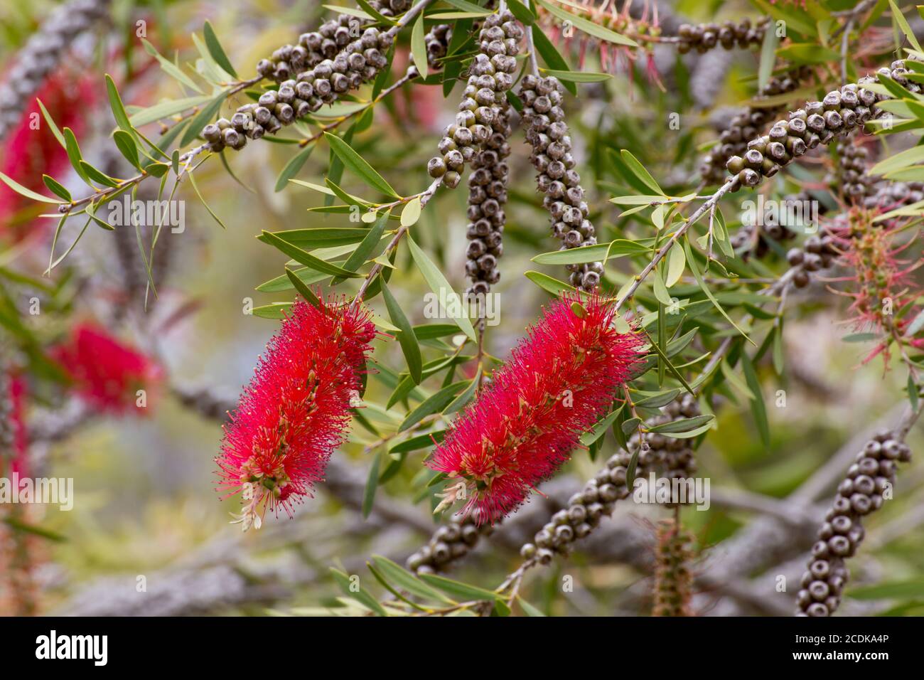 Red Bottlebrush Flower Stock Photo - Alamy